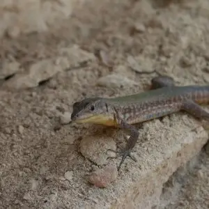 Filfola lizard - Facts, Diet, Habitat & Pictures on Animalia.bio