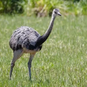 Greater rhea - Facts, Diet, Habitat & Pictures on Animalia.bio