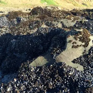 California mussel - Facts, Diet, Habitat & Pictures on Animalia.bio