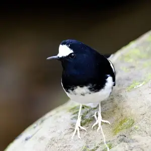 Little forktail - Facts, Diet, Habitat & Pictures on Animalia.bio