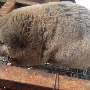 Chinese zokor - Facts, Diet, Habitat & Pictures on Animalia.bio