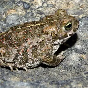 Natterjack toad - Facts, Diet, Habitat & Pictures on Animalia.bio