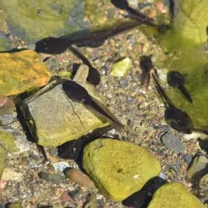 Natterjack toad - Facts, Diet, Habitat & Pictures on Animalia.bio