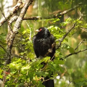 Pacific koel - Facts, Diet, Habitat & Pictures on Animalia.bio