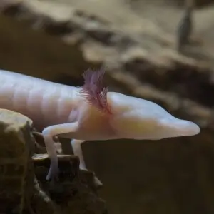 Texas blind salamander - Facts, Diet, Habitat & Pictures on Animalia.bio