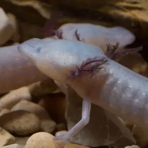 Texas blind salamander - Facts, Diet, Habitat & Pictures on Animalia.bio