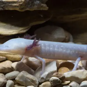 Texas blind salamander - Facts, Diet, Habitat & Pictures on Animalia.bio