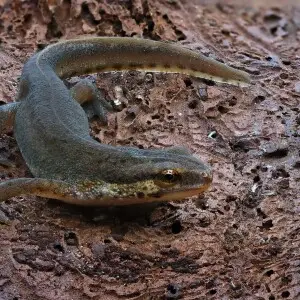 Palmate newt - Facts, Diet, Habitat & Pictures on Animalia.bio