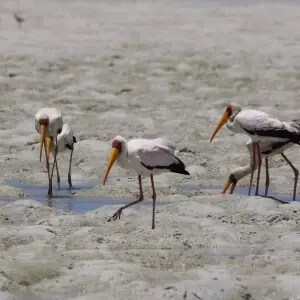 Yellow-billed stork - Facts, Diet, Habitat & Pictures on Animalia.bio