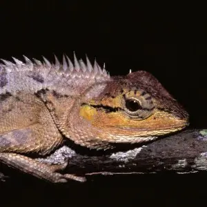 Calotes emma - Facts, Diet, Habitat & Pictures on Animalia.bio
