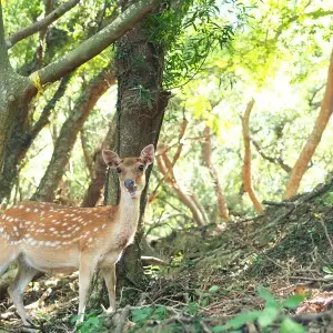 Formosan sika deer - Facts, Diet, Habitat & Pictures on Animalia.bio