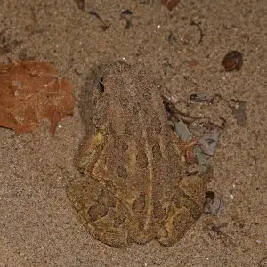 Anaxyrus fowleri - Facts, Diet, Habitat & Pictures on Animalia.bio