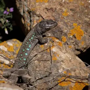 Atlantic lizard - Facts, Diet, Habitat & Pictures on Animalia.bio