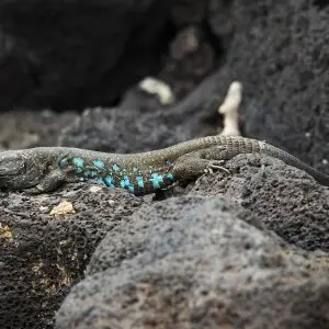 Atlantic lizard - Facts, Diet, Habitat & Pictures on Animalia.bio