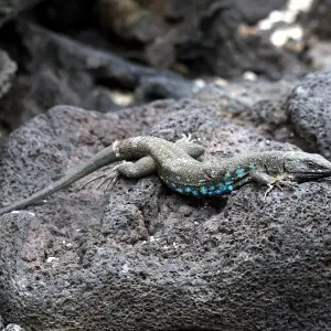 Atlantic lizard - Facts, Diet, Habitat & Pictures on Animalia.bio