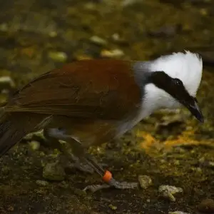 White-crested laughingthrush - Facts, Diet, Habitat & Pictures on Animalia.bio