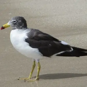 Belcher's gull - Facts, Diet, Habitat & Pictures on Animalia.bio