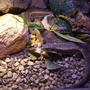 Sudan plated lizard - Facts, Diet, Habitat & Pictures on Animalia.bio