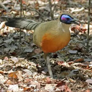 Giant coua - Facts, Diet, Habitat & Pictures on Animalia.bio