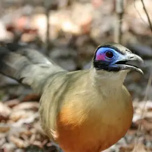 Giant coua - Facts, Diet, Habitat & Pictures on Animalia.bio