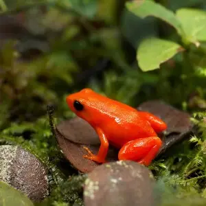 Golden mantella - Facts, Diet, Habitat & Pictures on Animalia.bio