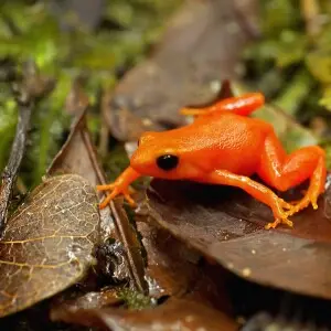 Golden mantella - Facts, Diet, Habitat & Pictures on Animalia.bio