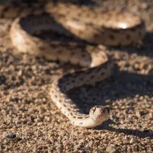 Pacific gopher snake - Facts, Diet, Habitat & Pictures on Animalia.bio