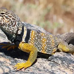 Great Basin collared lizard - Facts, Diet, Habitat & Pictures on Animalia.bio