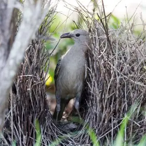 Great bowerbird - Facts, Diet, Habitat & Pictures on Animalia.bio