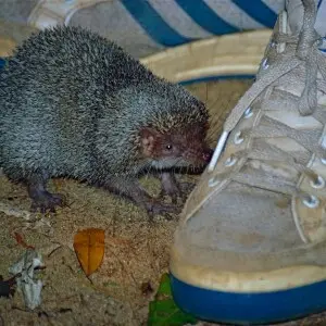 Greater hedgehog tenrec - Facts, Diet, Habitat & Pictures on Animalia.bio