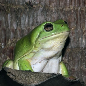 Australian green tree frog - Facts, Diet, Habitat & Pictures on ...