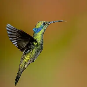 Lesser violetear - Facts, Diet, Habitat & Pictures on Animalia.bio