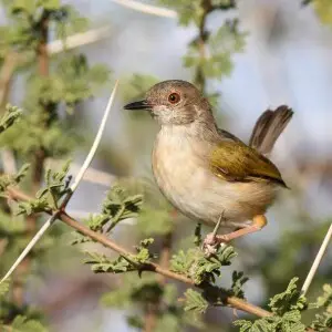 Grey-backed camaroptera - Facts, Diet, Habitat & Pictures on Animalia.bio