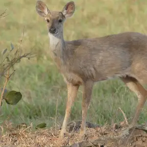 Gray brocket - Facts, Diet, Habitat & Pictures on Animalia.bio