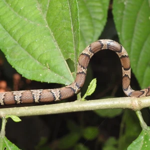 Platyceps gracilis - Facts, Diet, Habitat & Pictures on Animalia.bio