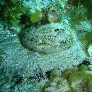 Haliotis laevigata - Facts, Diet, Habitat & Pictures on Animalia.bio