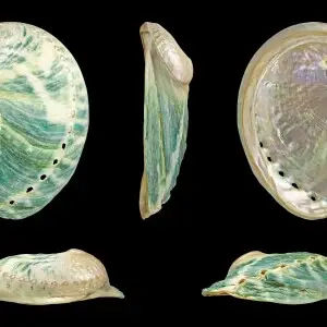 Haliotis laevigata - Facts, Diet, Habitat & Pictures on Animalia.bio