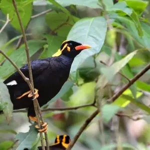 Common hill myna - Facts, Diet, Habitat & Pictures on Animalia.bio
