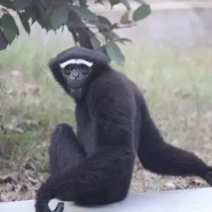 Western hoolock gibbon - Facts, Diet, Habitat & Pictures on Animalia.bio