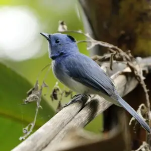 Black-naped monarch - Facts, Diet, Habitat & Pictures on Animalia.bio