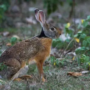 Indian hare - Facts, Diet, Habitat & Pictures on Animalia.bio