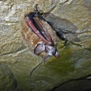 Tricolored bat - Facts, Diet, Habitat & Pictures on Animalia.bio