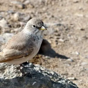 Desert lark - Facts, Diet, Habitat & Pictures on Animalia.bio