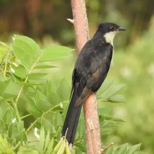 Jacobin cuckoo - Facts, Diet, Habitat & Pictures on Animalia.bio