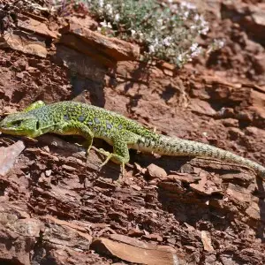 Ocellated lizard - Facts, Diet, Habitat & Pictures on Animalia.bio