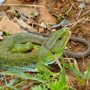 Ocellated lizard - Facts, Diet, Habitat & Pictures on Animalia.bio