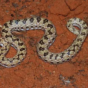 Mole snake - Facts, Diet, Habitat & Pictures on Animalia.bio