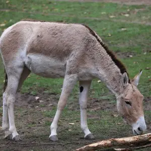 Turkmenian kulan - Facts, Diet, Habitat & Pictures on Animalia.bio