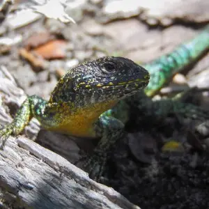 Liolaemus pictus - факти, дієта, ареал і фотографії на Animalia.bio