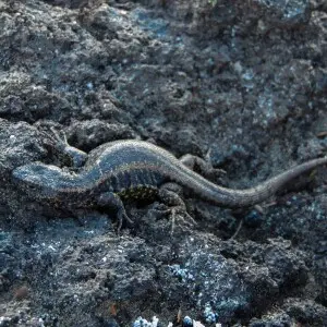 Liolaemus pictus - факти, дієта, ареал і фотографії на Animalia.bio